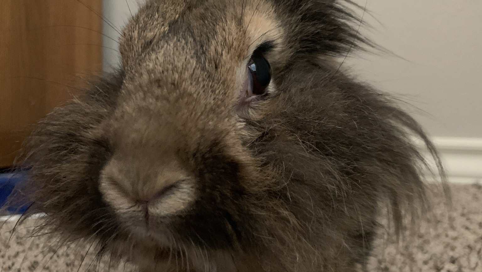 Fundraiser by Morgan McGhee : Help pay for Suzu's vet bills