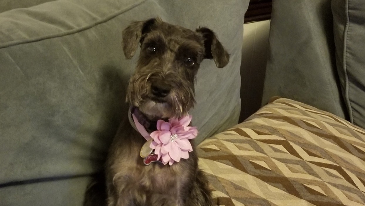 Fundraiser for Jennifer De Jesus by CARYN COYLE : Help Onyx Recover ...