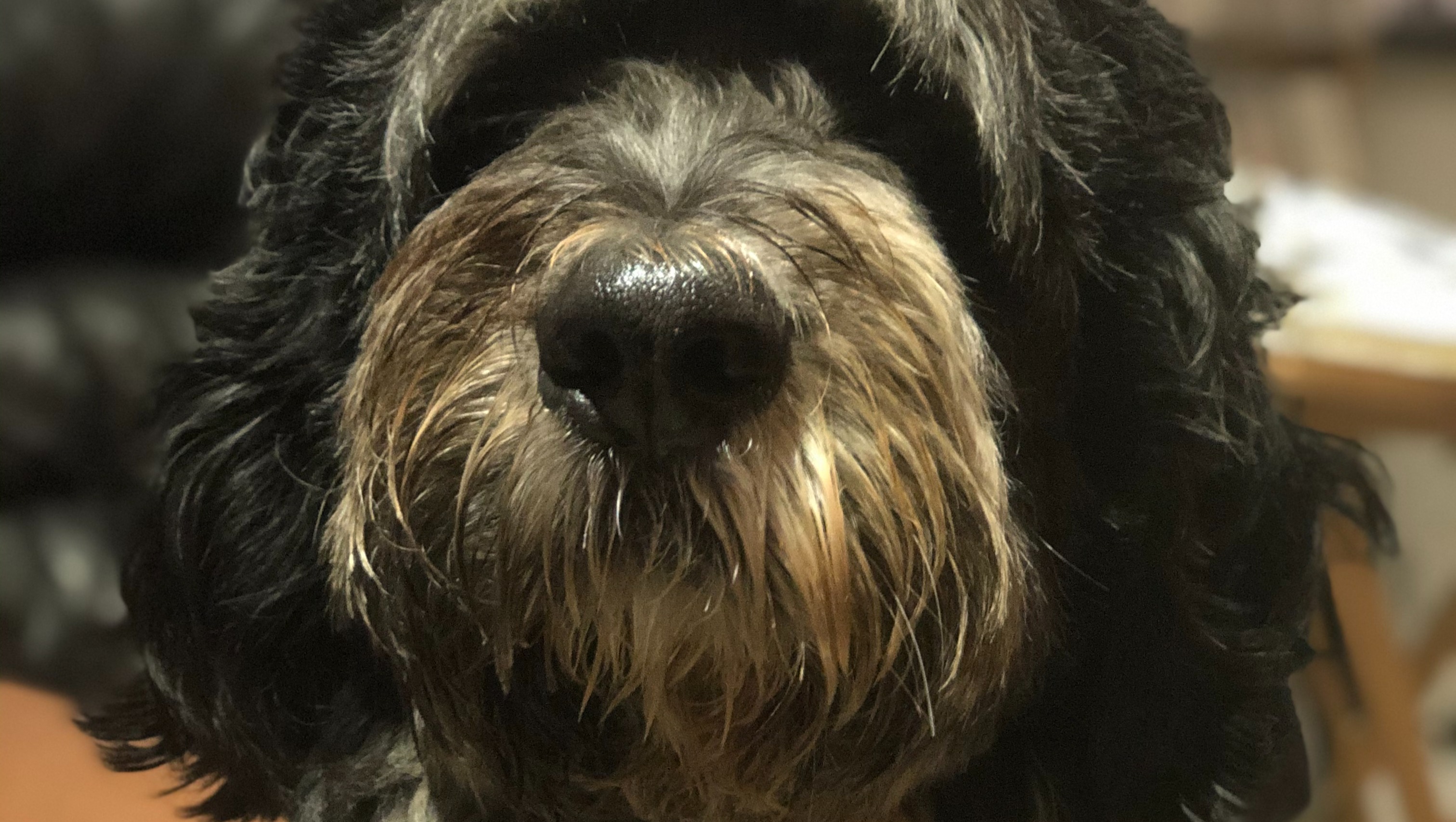 Fundraiser by Regina Fullin : Tim and Joey need Medical Help!