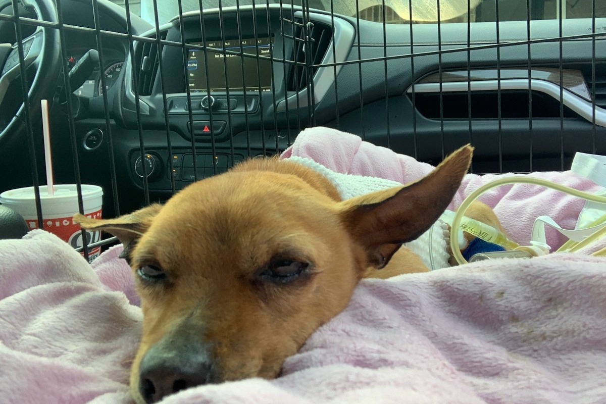 Fundraiser for Anthony Pryer by Amanda Helfer : Badly hurt dog from ...