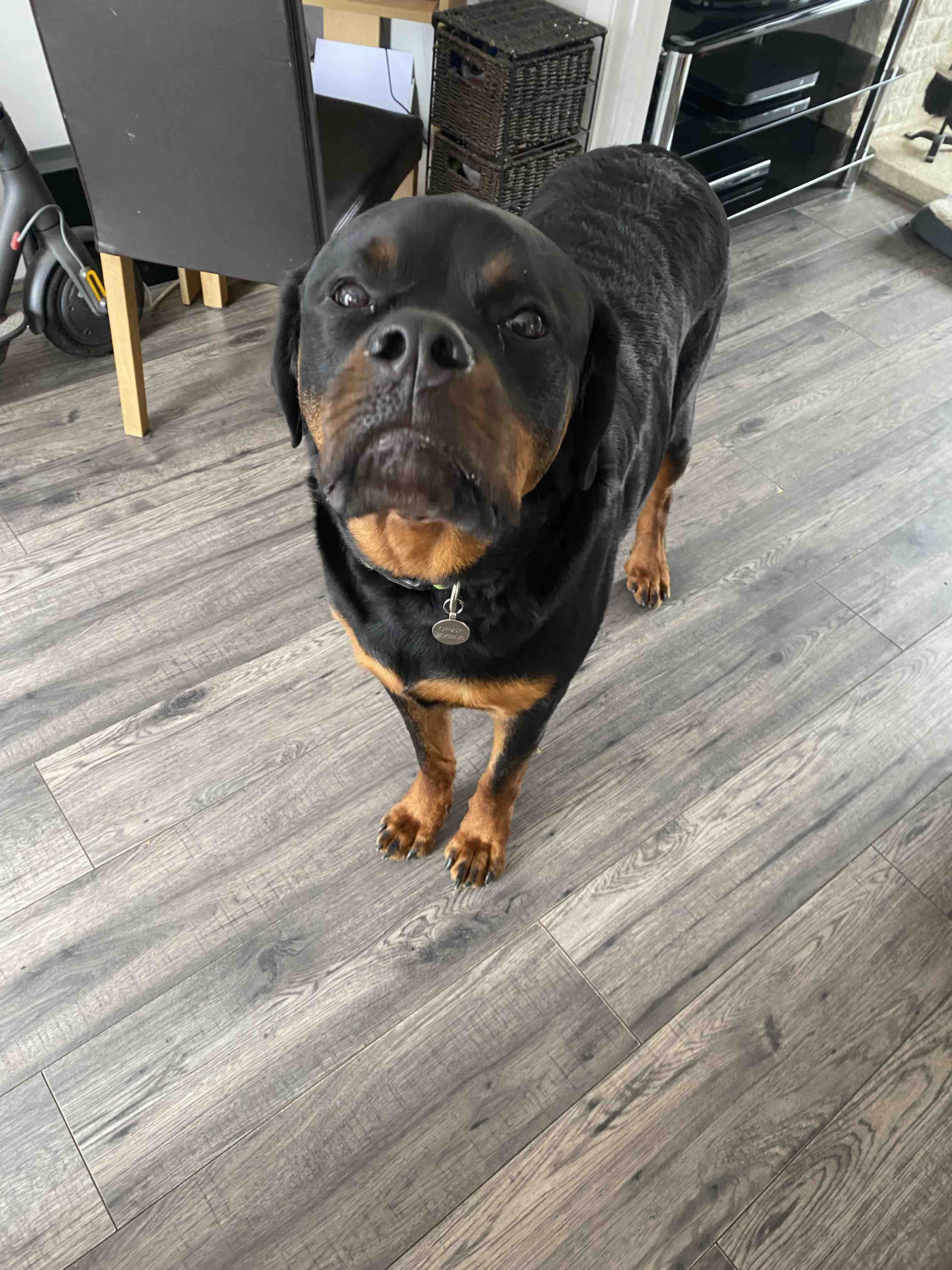 Fundraiser by Ellie Bourner : Life saving operation for “Tank”