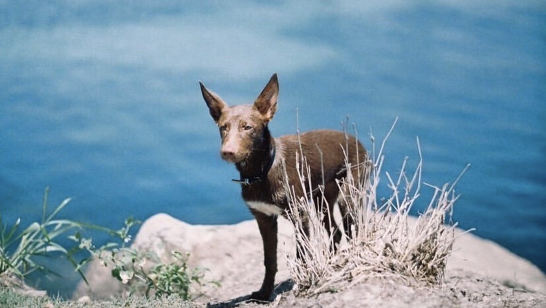 Fundraiser for Bree Nelson by Anrielle Hunt : Help our Bindi girl