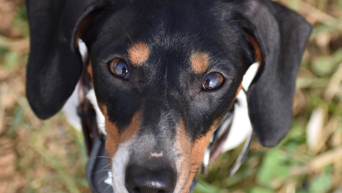 Fundraiser for Morgan Hoke by Virginia Shriver : Helping with Harper's ...