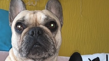 Fundraiser for Andrew Poyner by Joanne Poyner : Help Heidi Walk Again