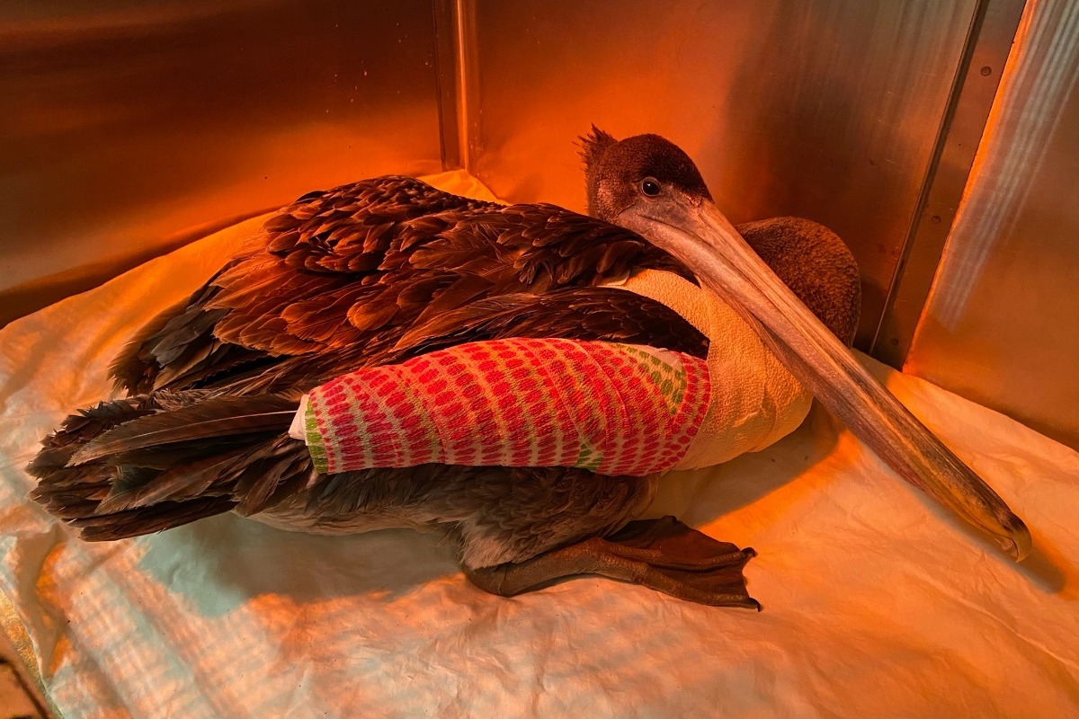 Fundraiser by ALAN SHEALY : Save the Pelicans