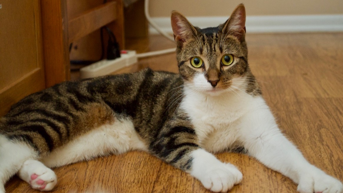 Fundraiser By Ashley Williams Help Bubba Get Emergency Surgery fundraiser-by-ashley-williams-help-bubba-get-emergency-surgery
