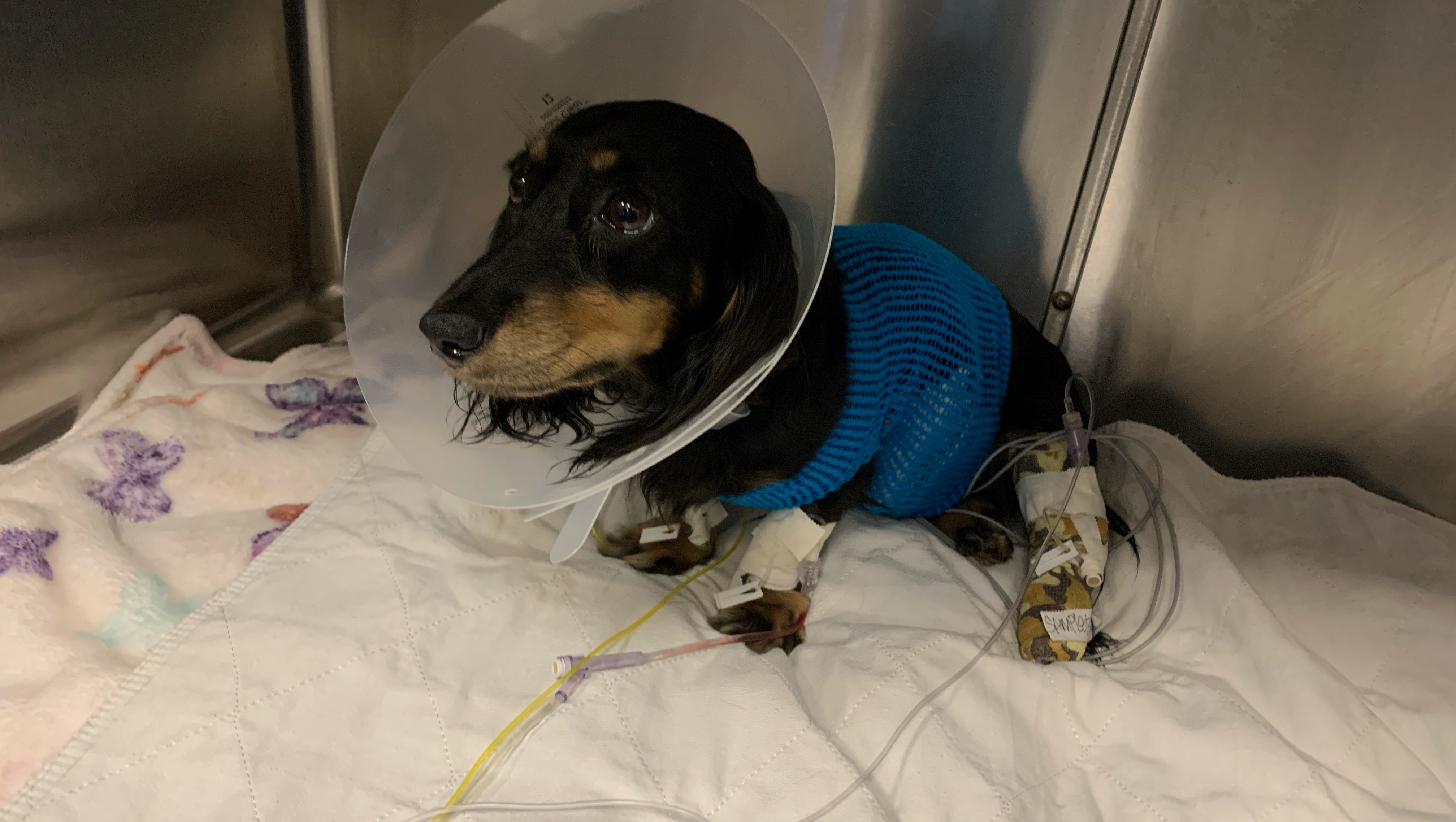 Fundraiser for Salvador Garcia by Siobhan Atwell : Help baby Ivy get better