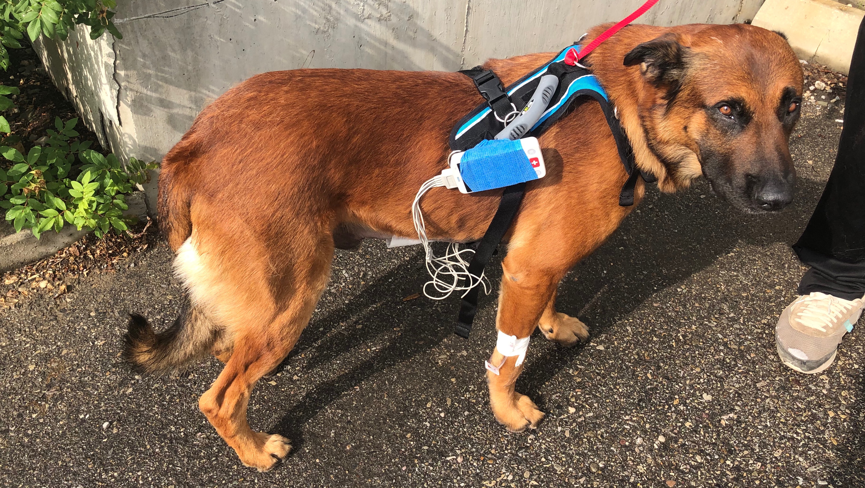Fundraiser by Andrea Deane : Emergency Surgery For Dog Impaled on Fence