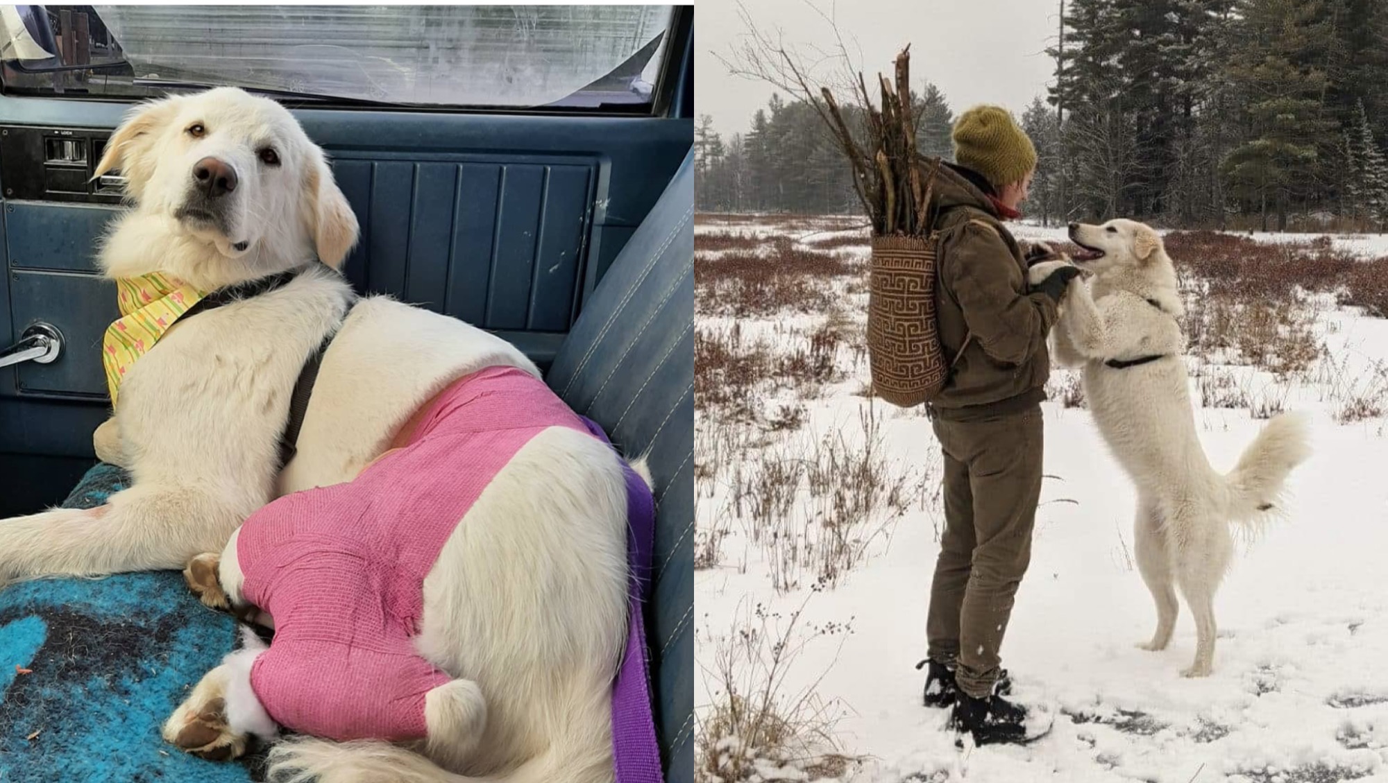 Fundraiser for Willa Murray by Muf Combs : Willa and Tui Need Our Help!