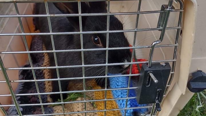 Fundraiser by Tasha Gorentz : Moorhead Rabbit Hoarding Case