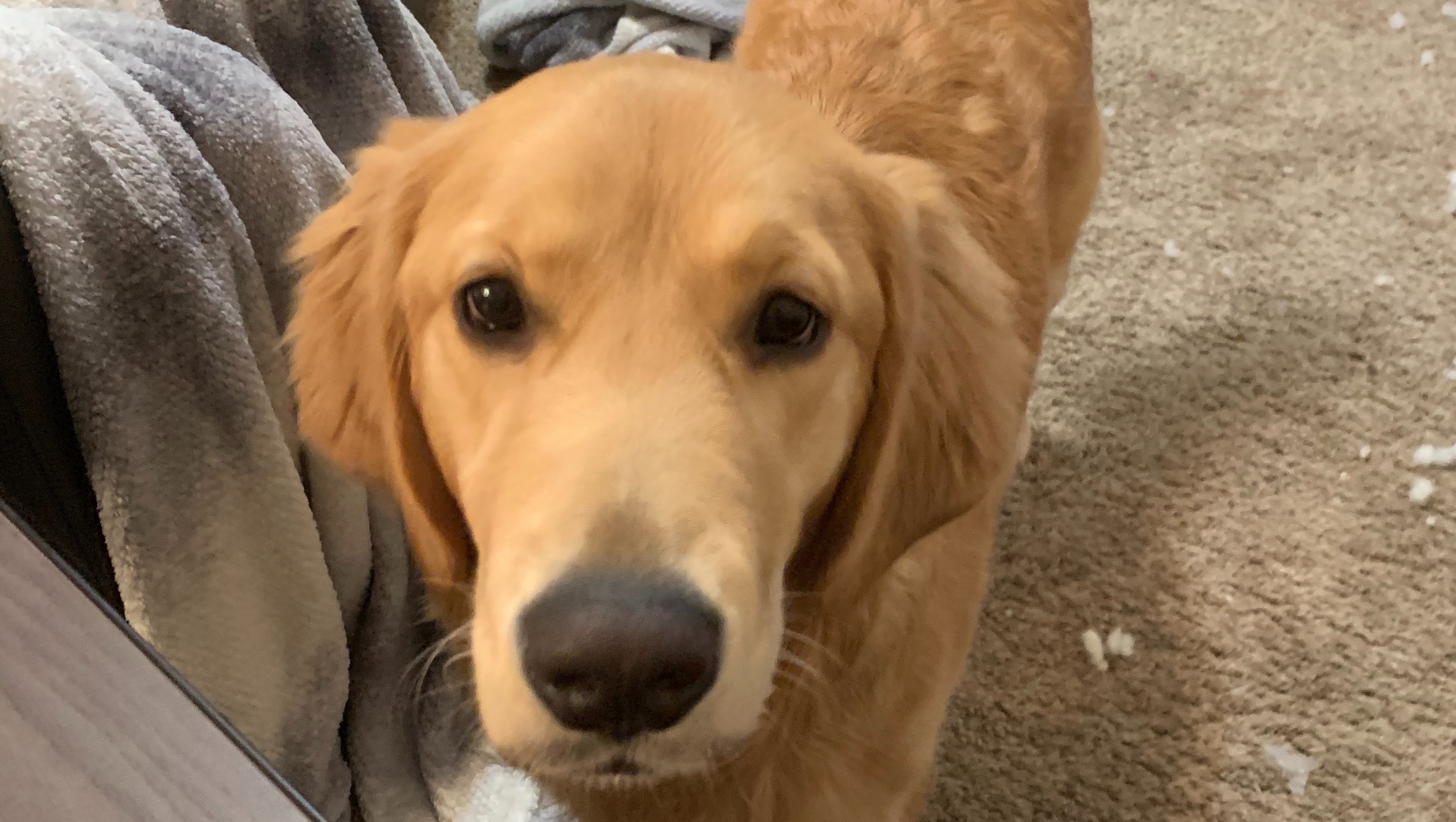 Fundraiser by Pepsi Umberger : Fix Daisy’s Heart