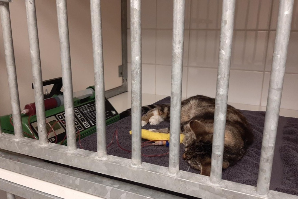 Fundraiser by Gillian Ludwig : Laika needs a blood transfusion to save ...