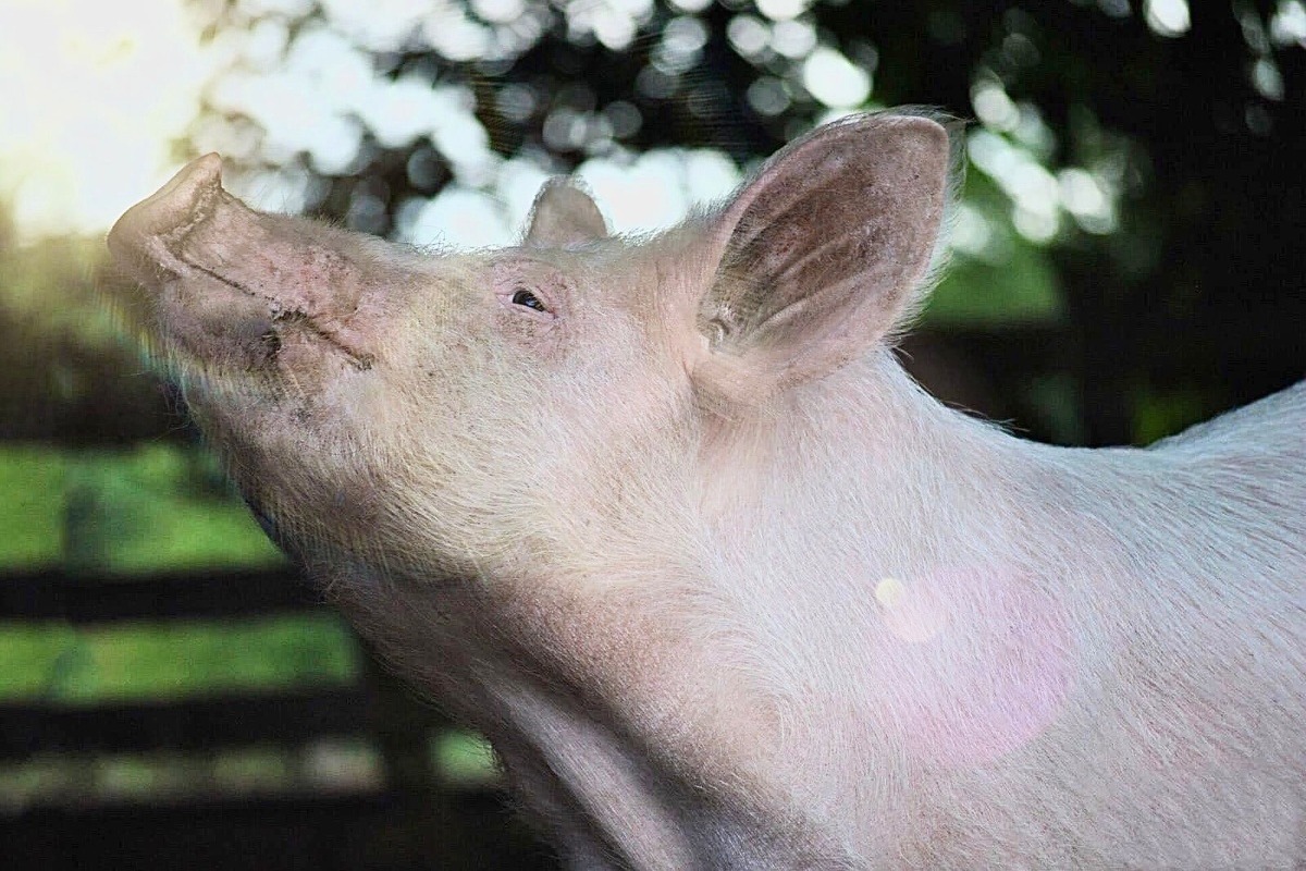 Fundraiser by Ethical Farming Ireland : Pig Aware Ireland
