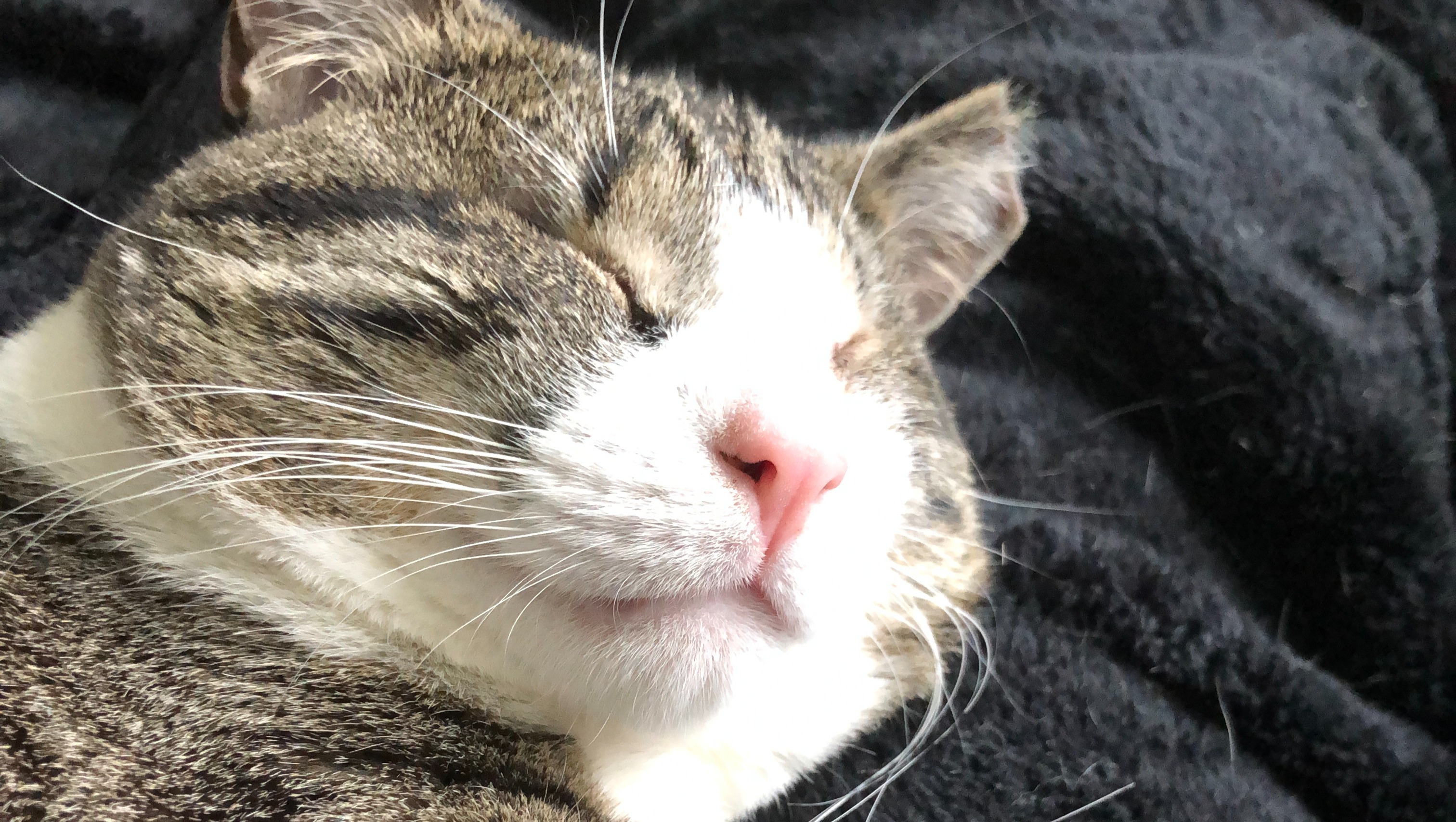 Fundraiser for Ryan Frisinger by JULIETA BENAVIDES : Jill the Cat Needs ...