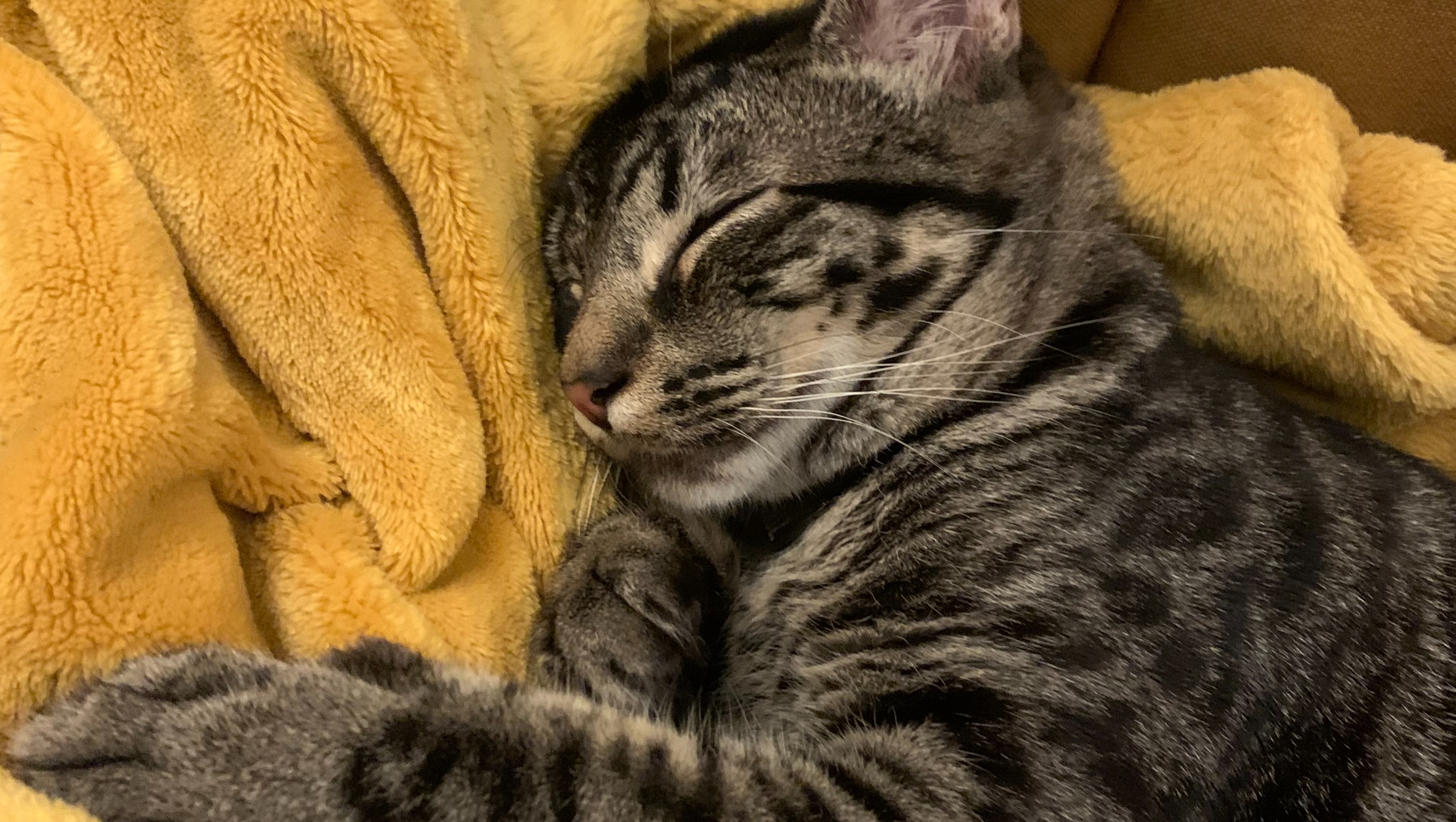 Fundraiser by Isobel Craig : Berlioz's Medial Patellar Luxation Surgery