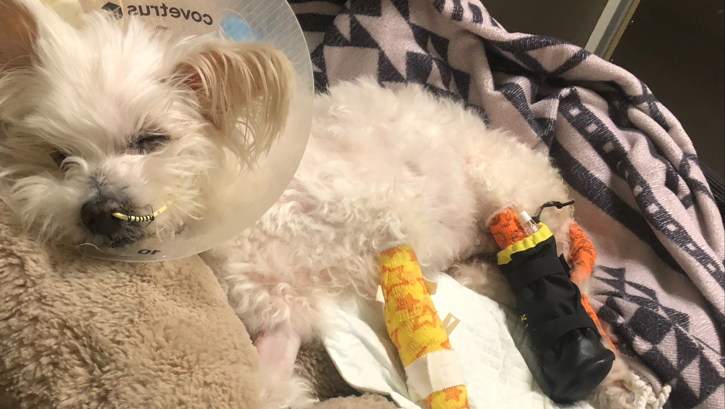 Fundraiser by Amber Melfi : Help Kali pull through