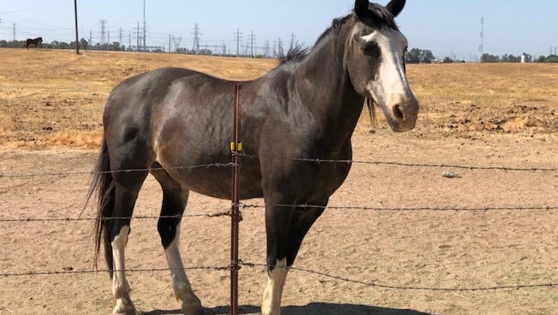 Fundraiser by Jean Durbin : HELP KARUNA RESCUE TO SAVE LIVES OF 3 HORSES!