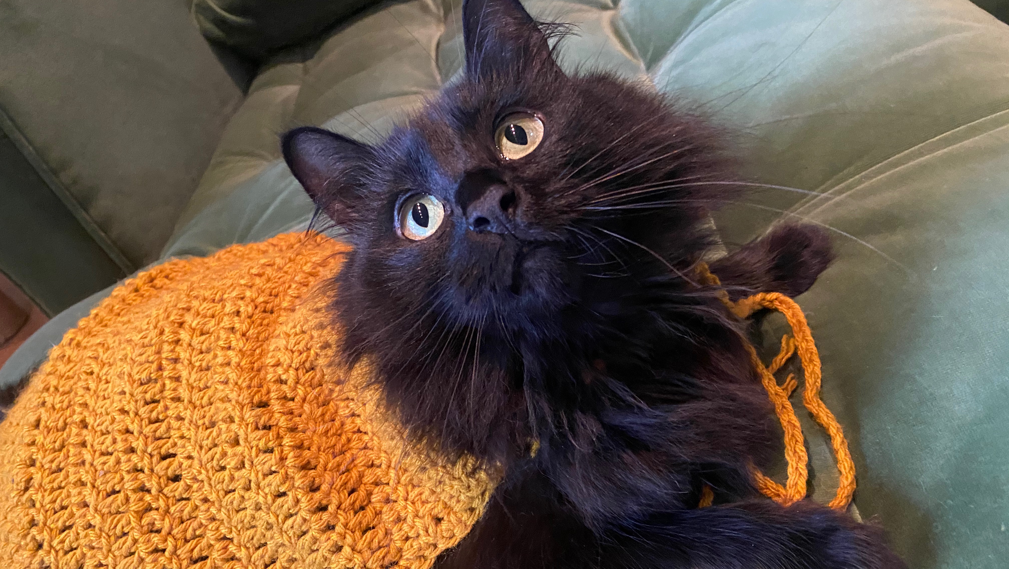 Fundraiser by ALEXANDRA RIZO : Morticia’s Medical Care