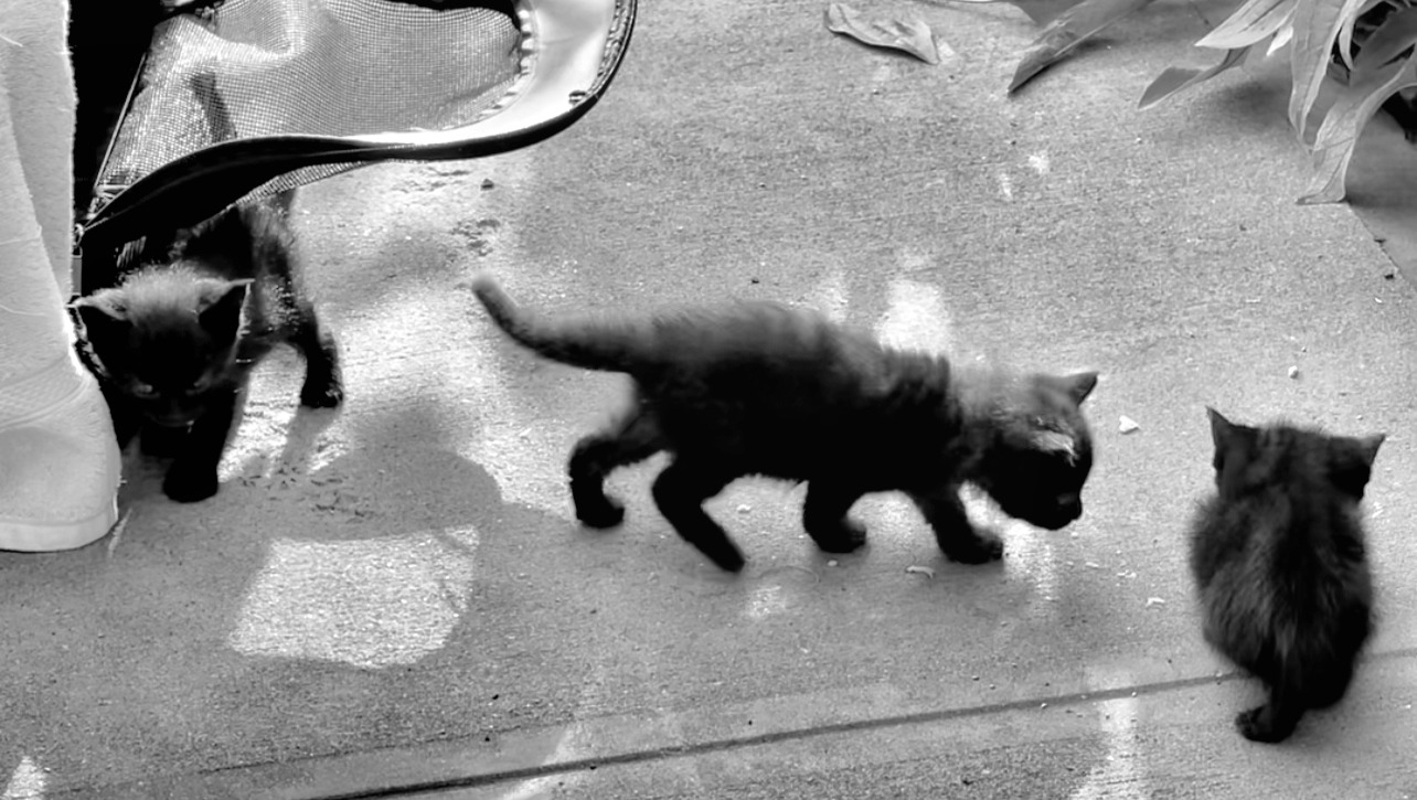 Fundraiser by Sarah Borok : Grumpy Barbara Kitten Rescue