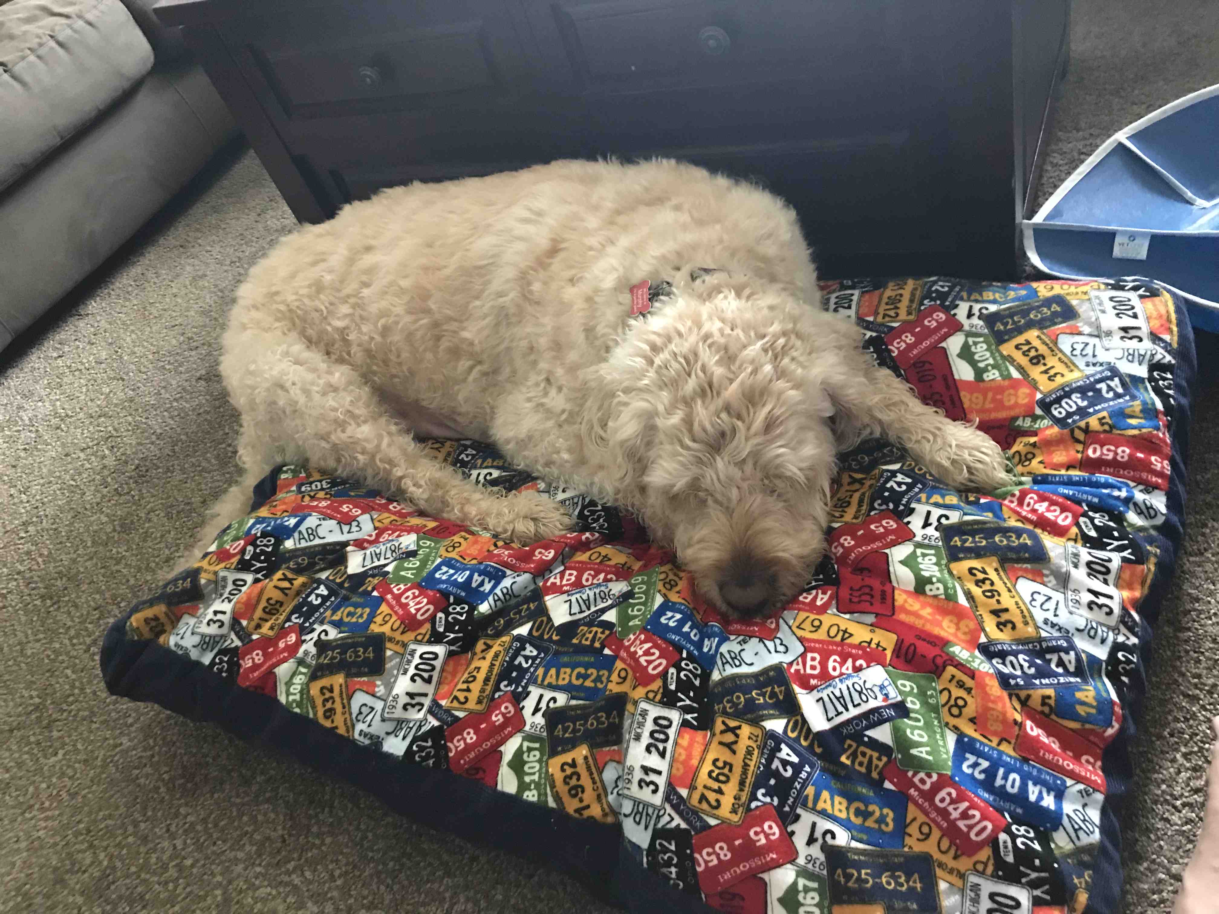 Fundraiser by Scott Varcadipane : Boris-the-skeleton family dog Murphy