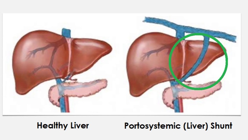 Fundraiser by Georgia Leach : Help Ruby live her Longest and Healthiest ...