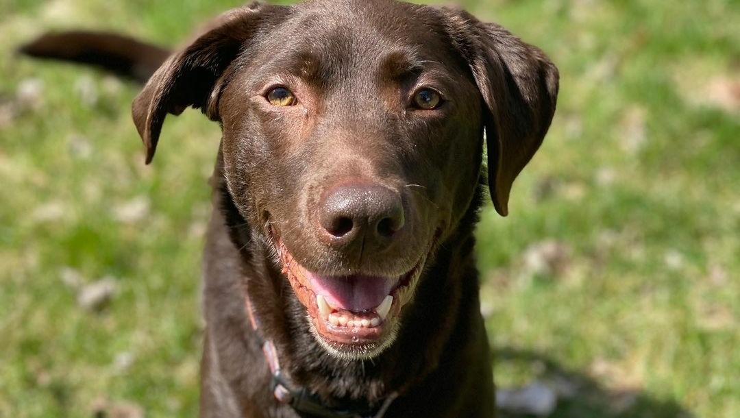 Fundraiser for Charla Ward by Megan Bryers : Doggy Medical Bills