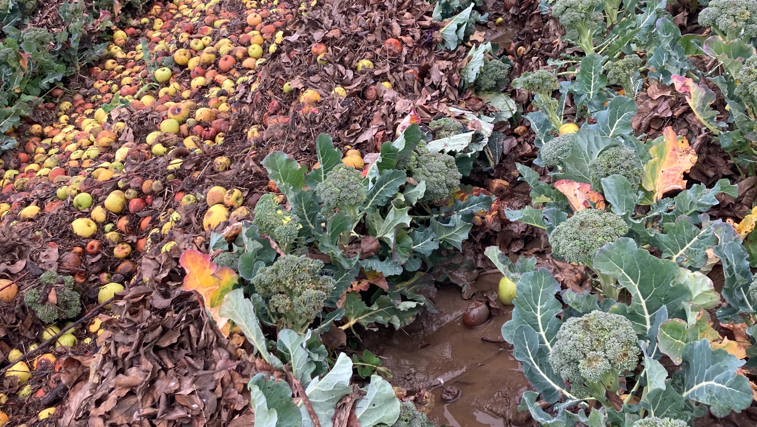 Fundraiser by Maria Catalan : Catalan Family Farm Emergency Flood Aid 2023