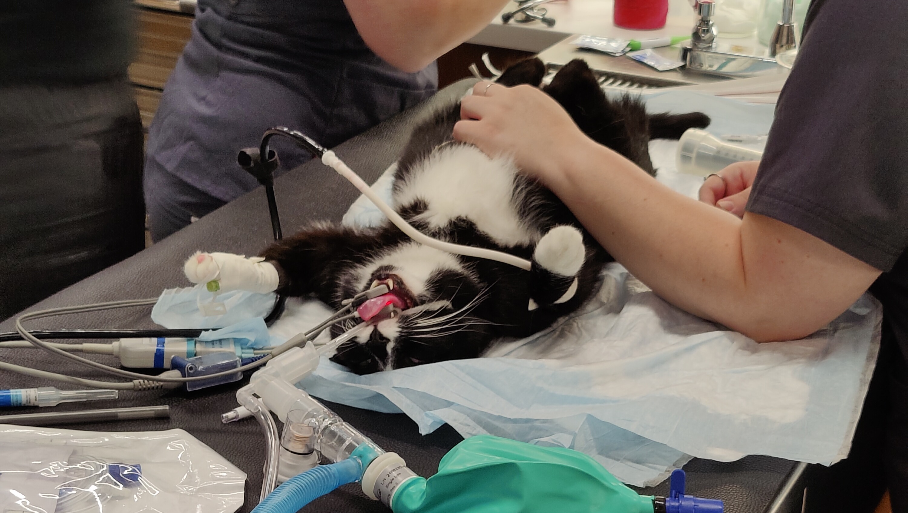 Fundraiser by Angela Smith : Roman's Perineal urethrostomy surgery