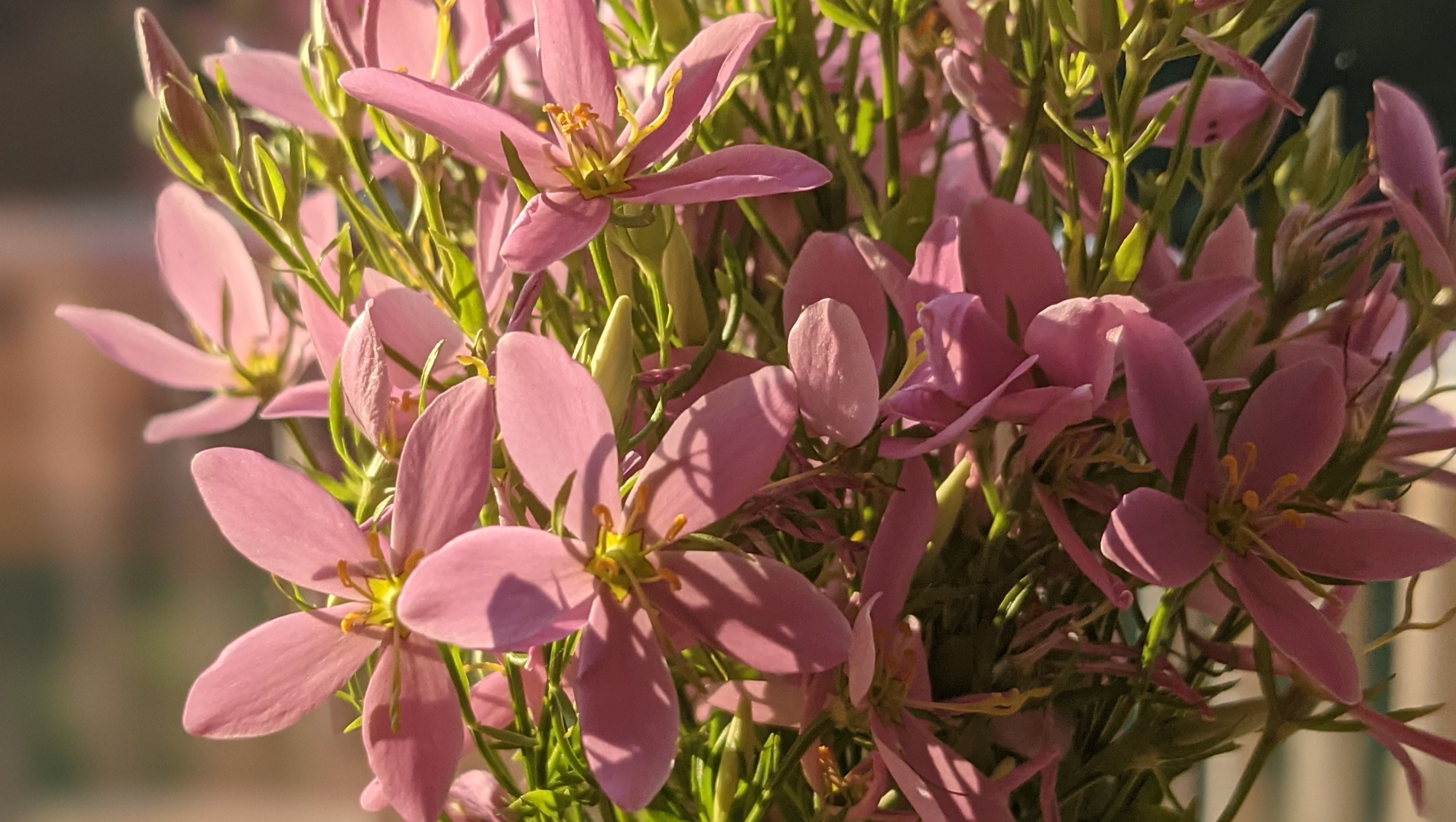 Fundraiser for Julie Lapolla by Misty Weber : Work of Mercy