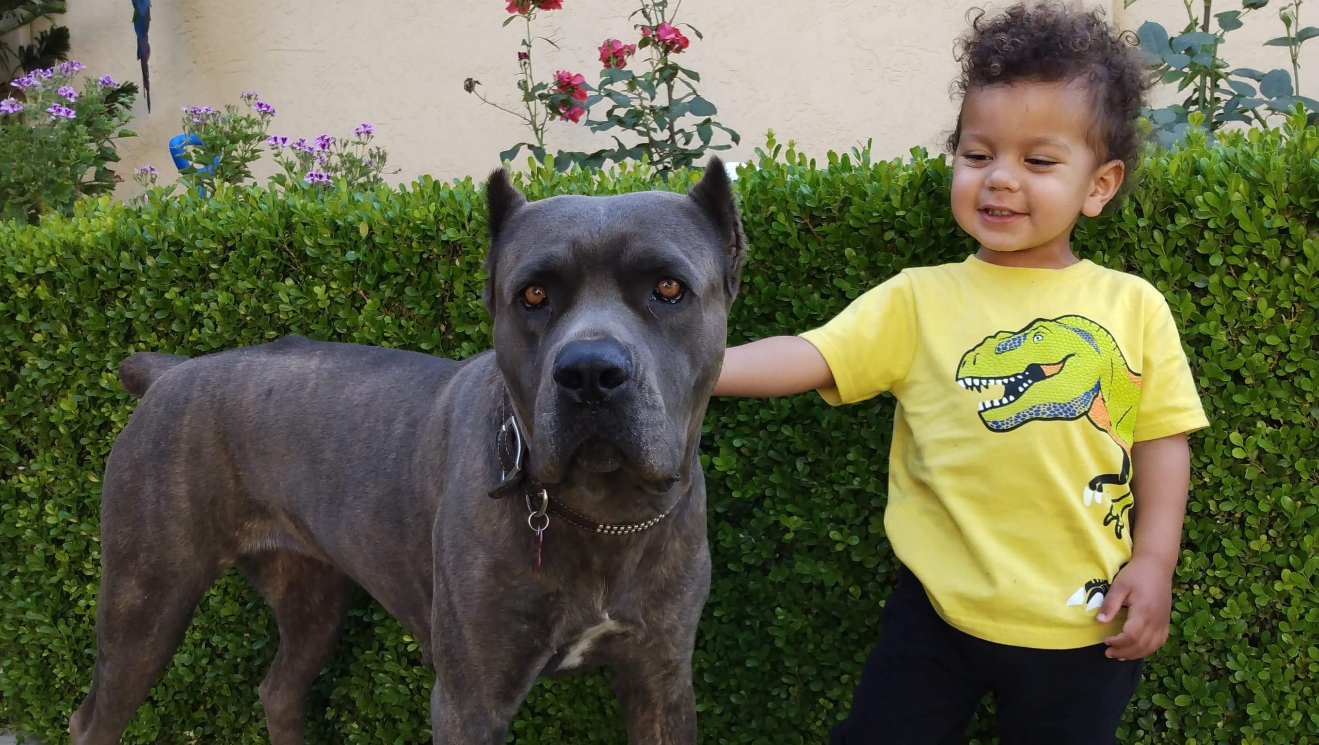 Fundraiser by Tyler Merriman : Help Harlow with surgery