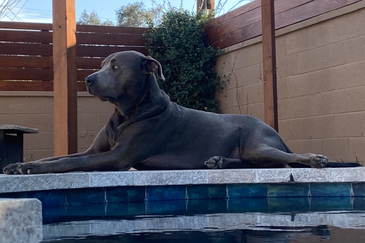 Fundraiser by Jamie Rendon : Please help us keep Asher ️