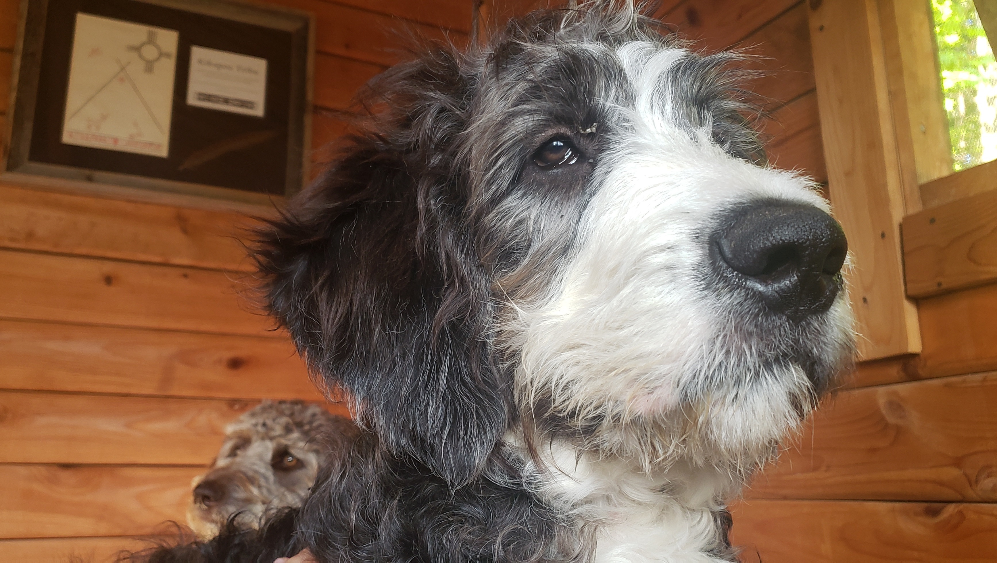 Fundraiser by Michael Vos : Mr. Augie needs our help.