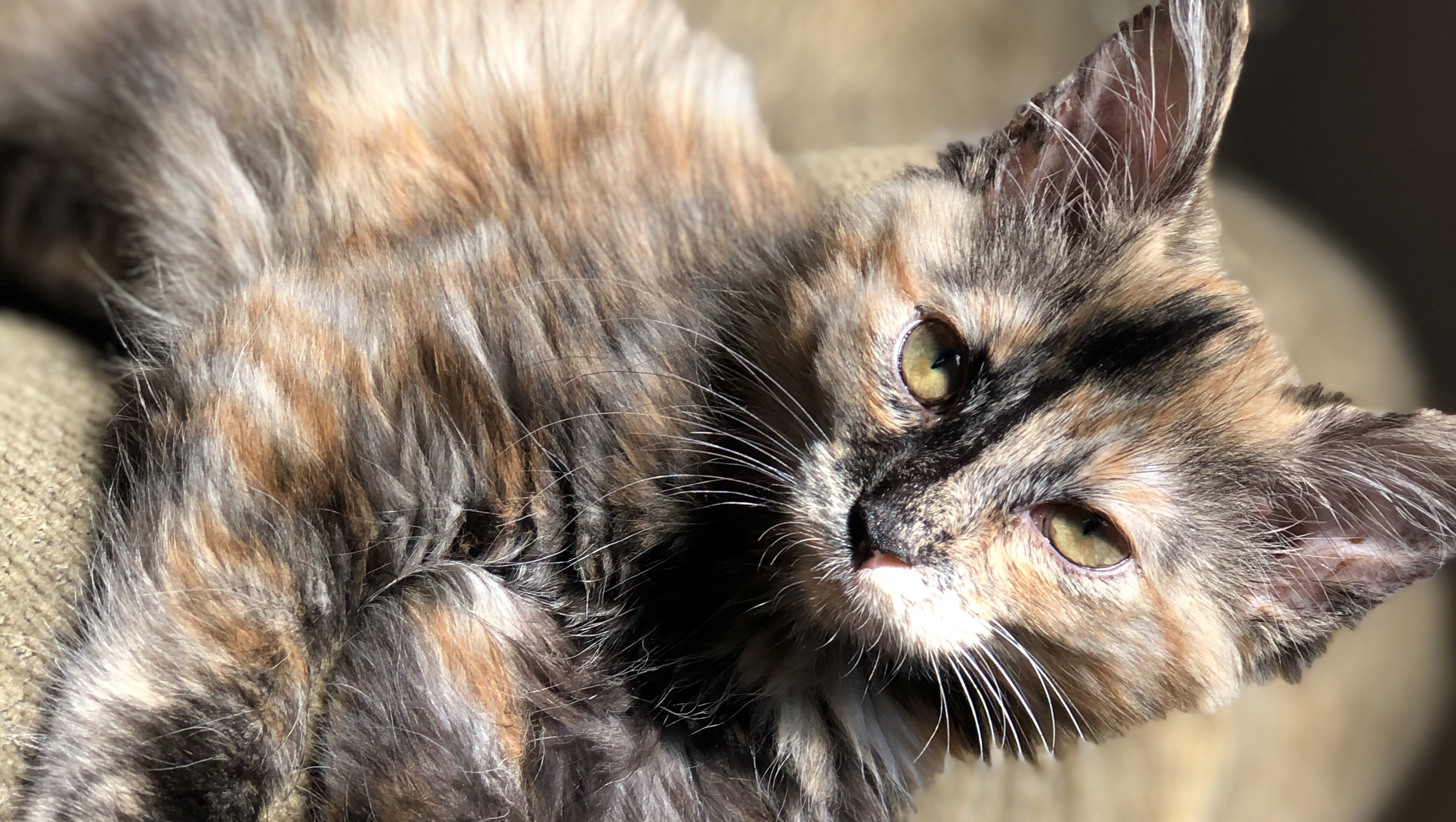 Fundraiser by Jamie Giroux : Help us help Hazel get the surgery she needs.