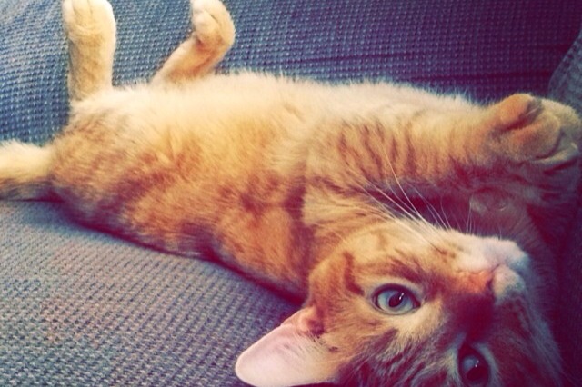Fundraiser by Stephanie Raposo : Mr. Meow's Medical Fund