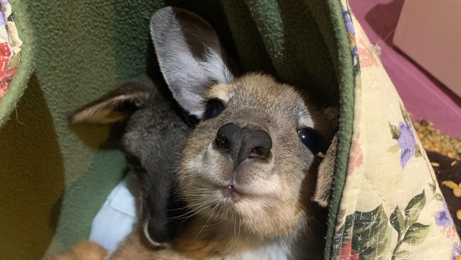 Fundraiser by Selina Thompson : Help River Wren upgrade their Wildlife ...