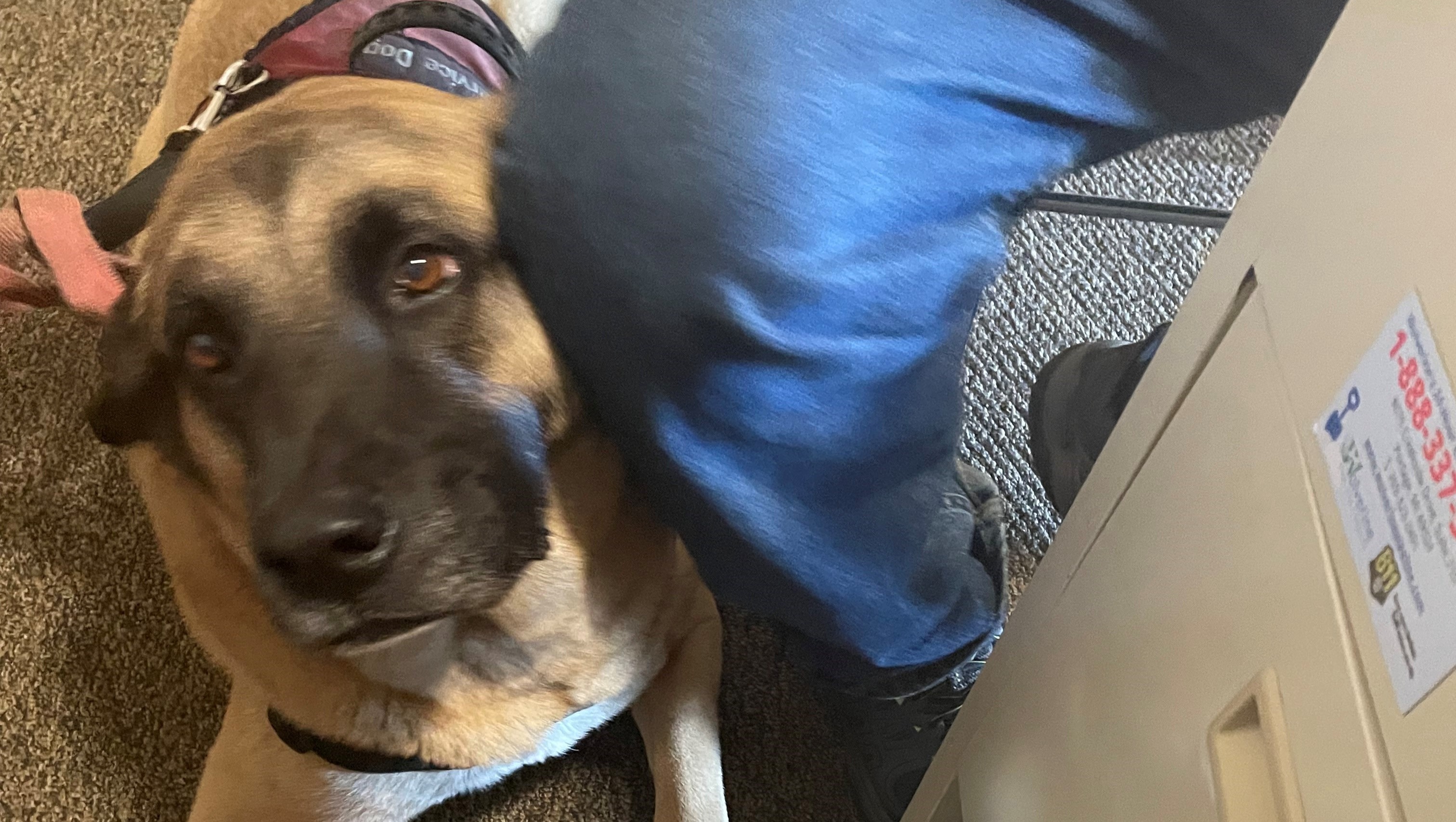 Fundraiser by Bradley Kay : Help Save Dukes Paw