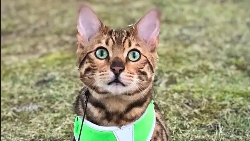 Fundraiser for Edwina Jonas by AshileeMarie Cummings : Help Ed pay for ...