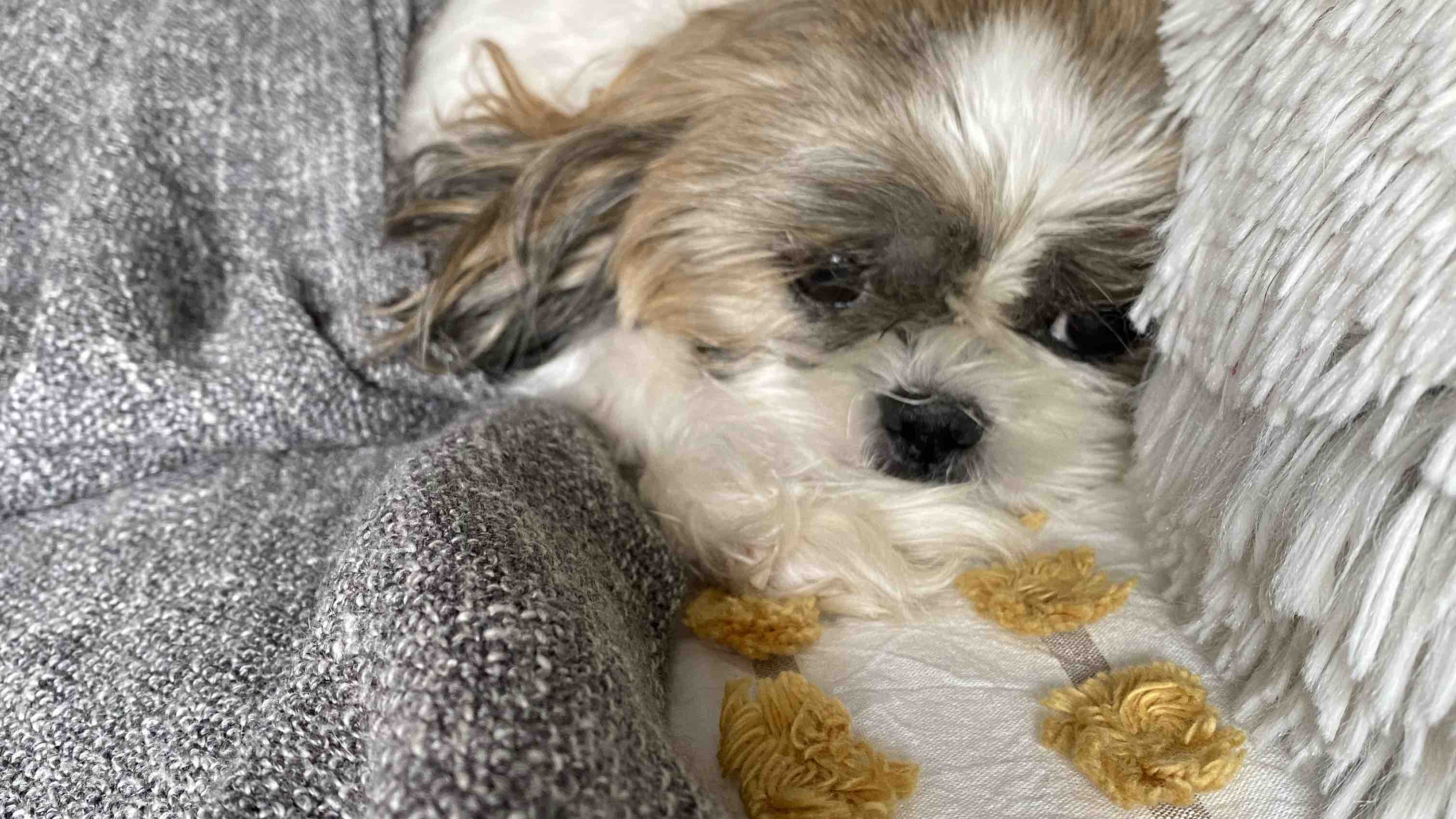 Are Shih Tzu Prone To Bladder Stones