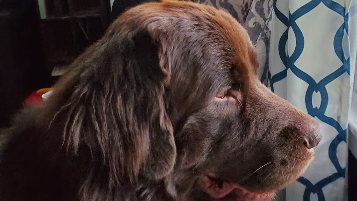 Fundraiser by Jim Davis : Fluffhead is a dog who had a horrible accident