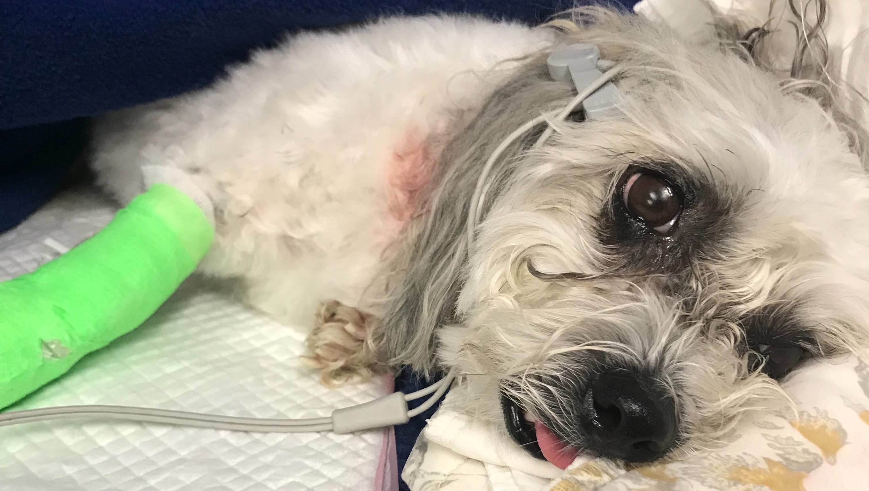 Fundraiser by Alysha Toune : Help Save Scruffy
