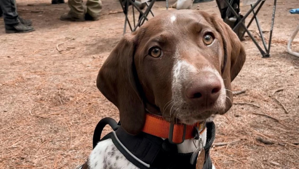 Fundraiser for Jamie Townsend by Courtney Pahel : Willow's Surgery Fund