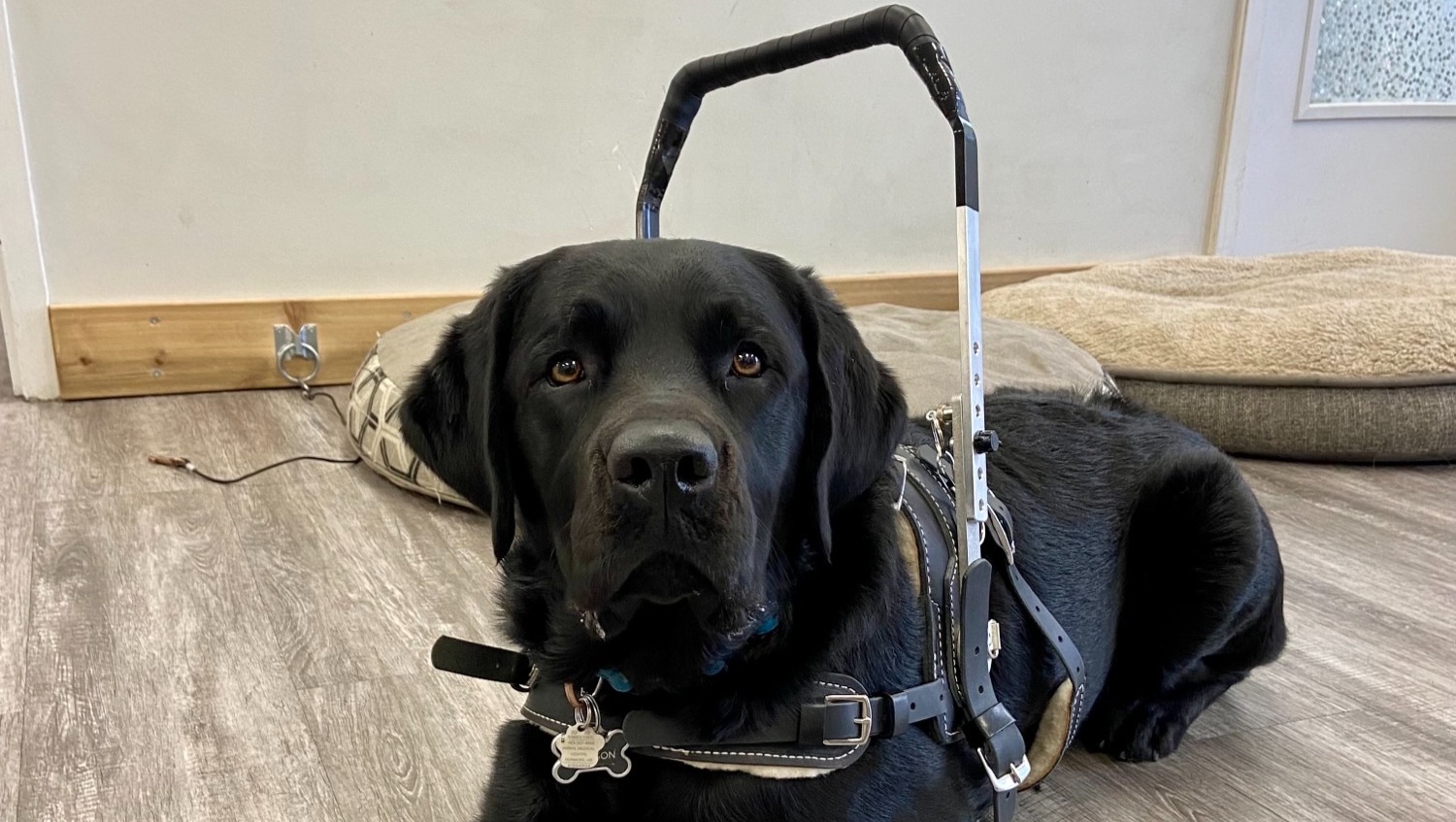 Fundraiser by Teresa Adams : Brook's travel to Jager K9 Service Dog ...