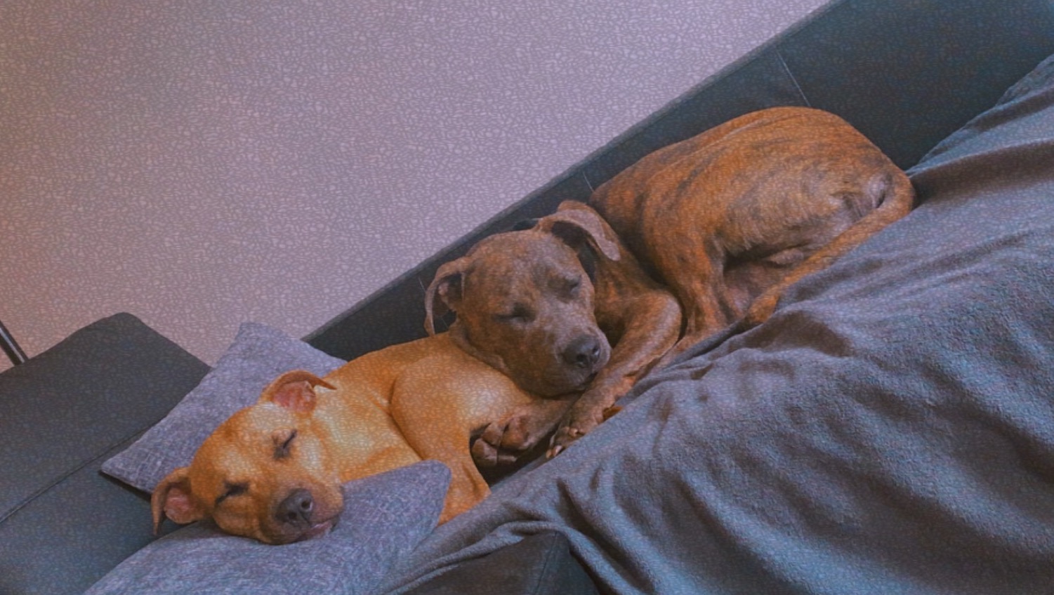 Fundraiser for Greg Pottier by Eva Guarino : Help Us Save Bully’s Leg!!