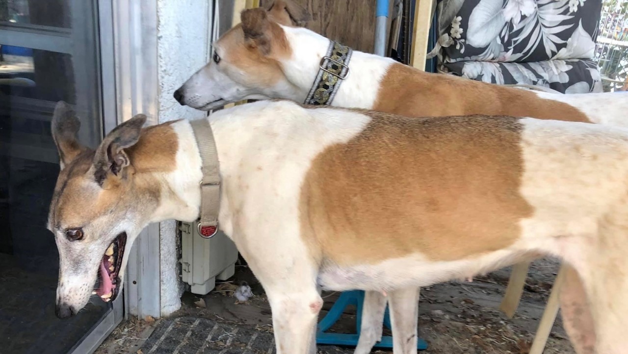 Fundraiser by Susan Aceves : Help Our New Rescued Girls