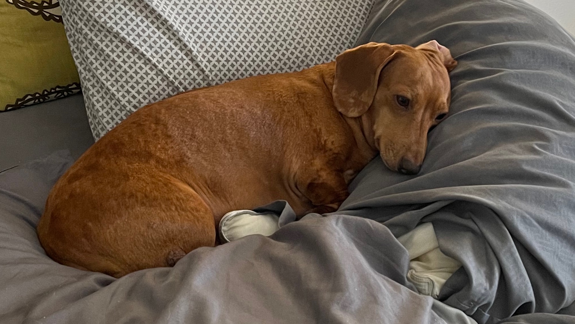 Fundraiser by Lily Beckmann : Help cover Penny’s Spinal Surgery & Other ...