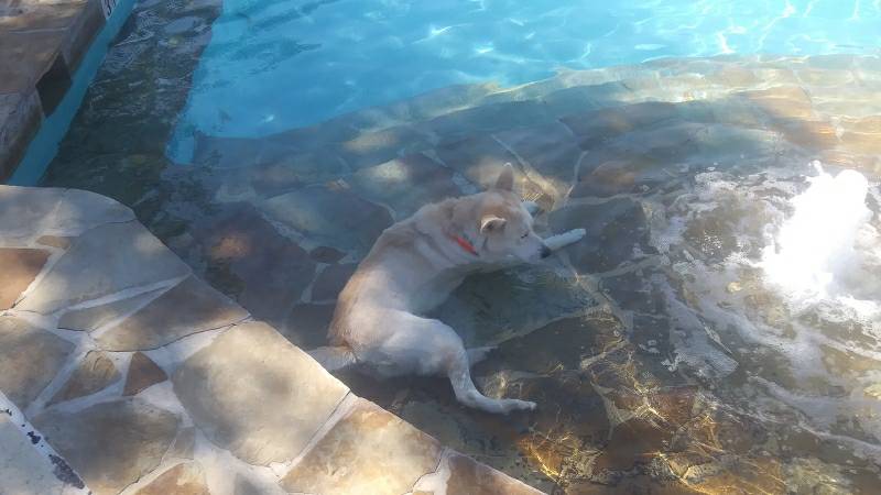 Fundraiser by Bryan Paff : Bryan and Service Dog Bravo Need Help