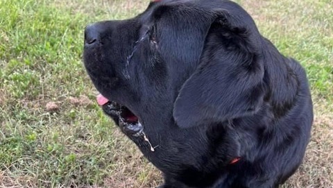 Fundraiser for Andrea Robertson by Virginia Kutsop : 4 Labradors ...