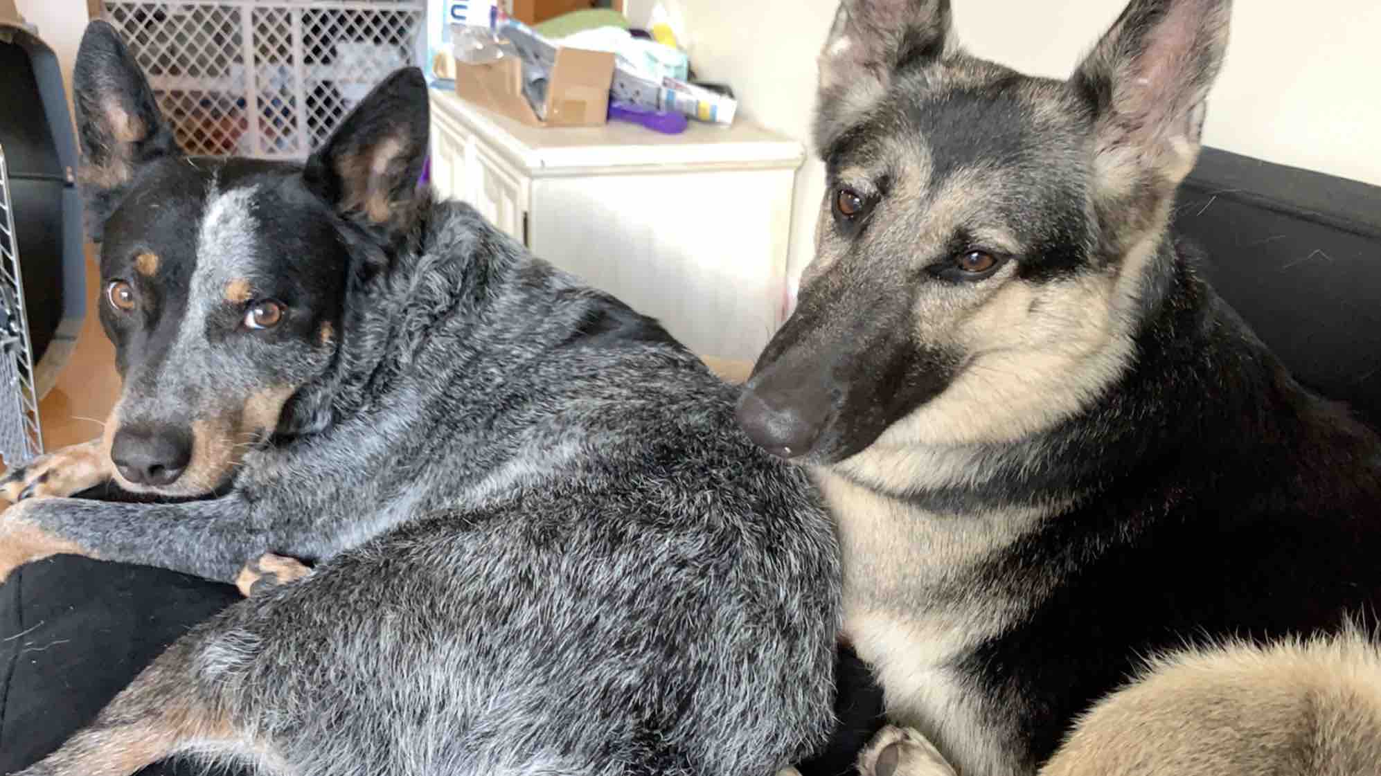 Fundraiser by Morgan Morrison : Getting our dogs (and Nic) from Japan ...
