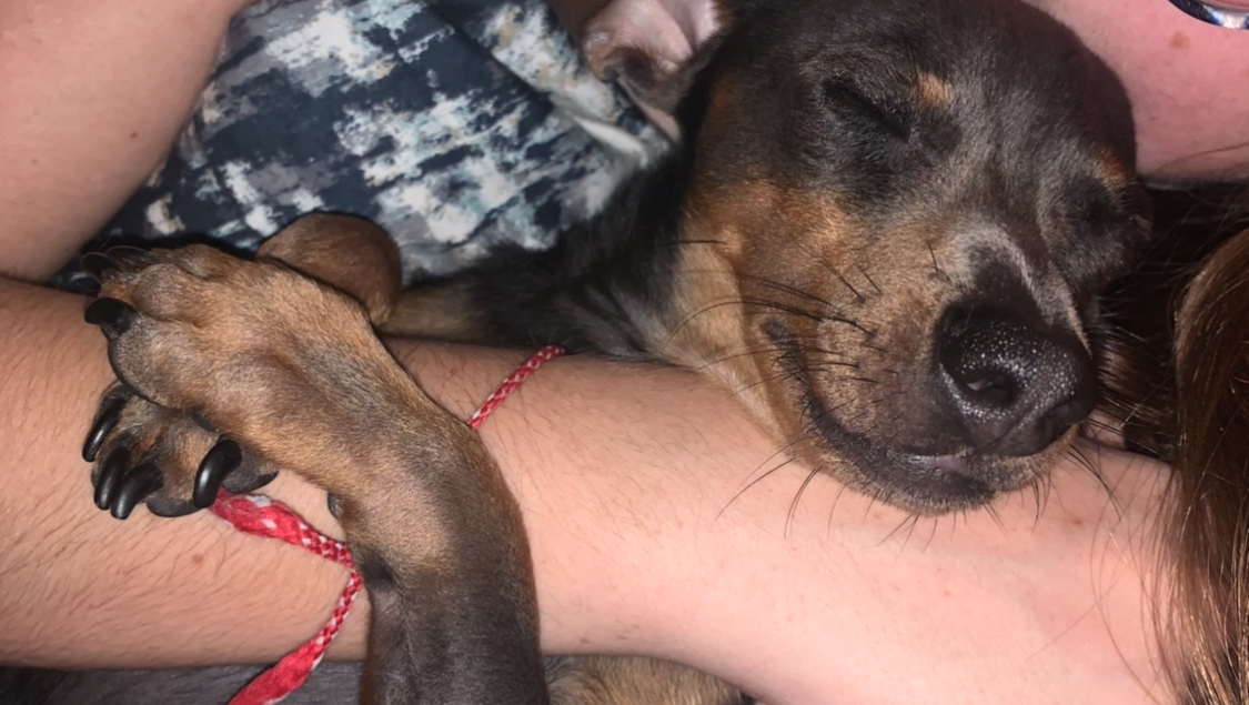 Fundraiser By Darlene Neira Help Loki Walk Again fundraiser-by-darlene-neira-help-loki-walk-again