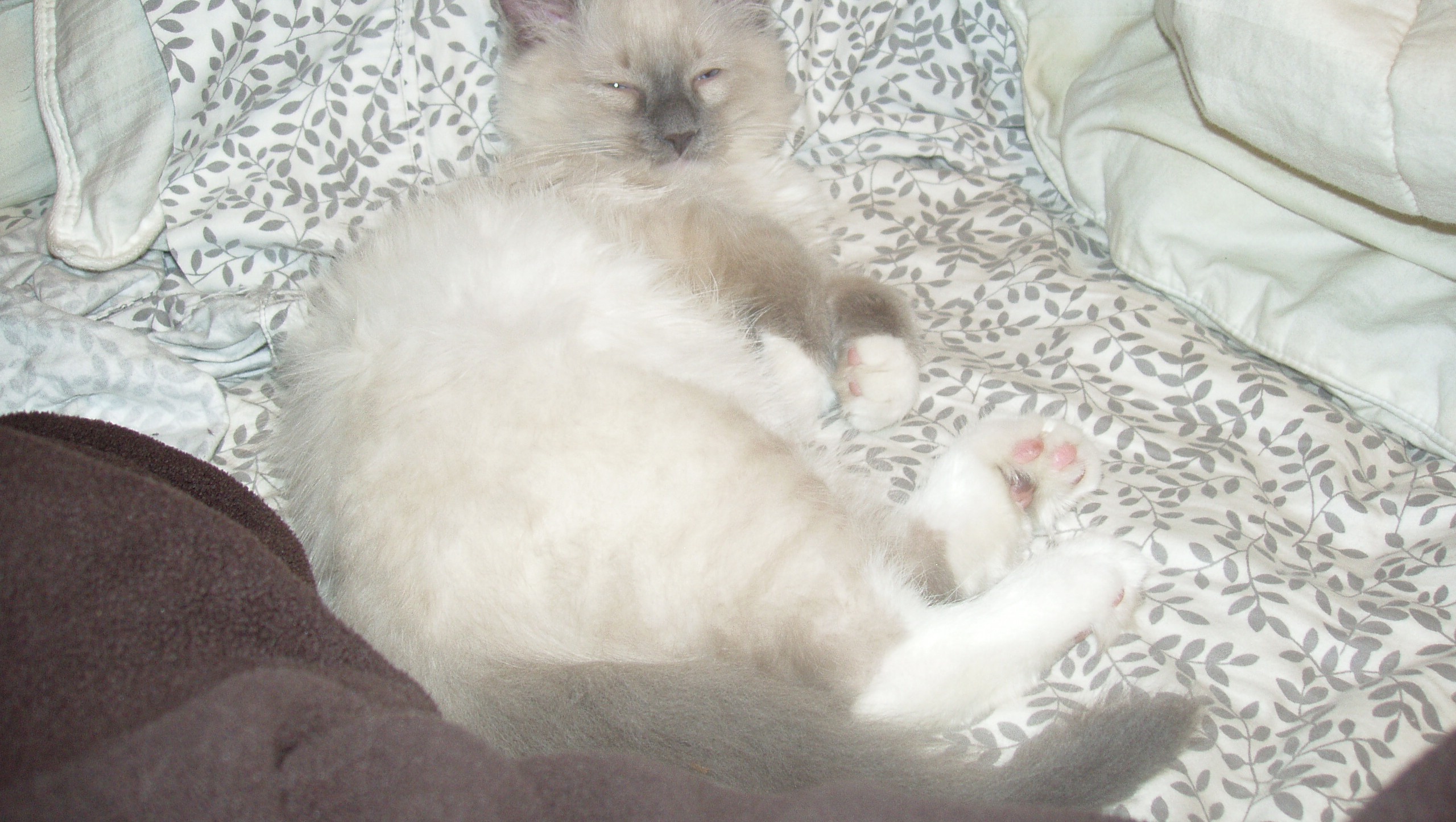 Fundraiser by Kelly Hanrahan : Help myself , and PT caretaker with rental